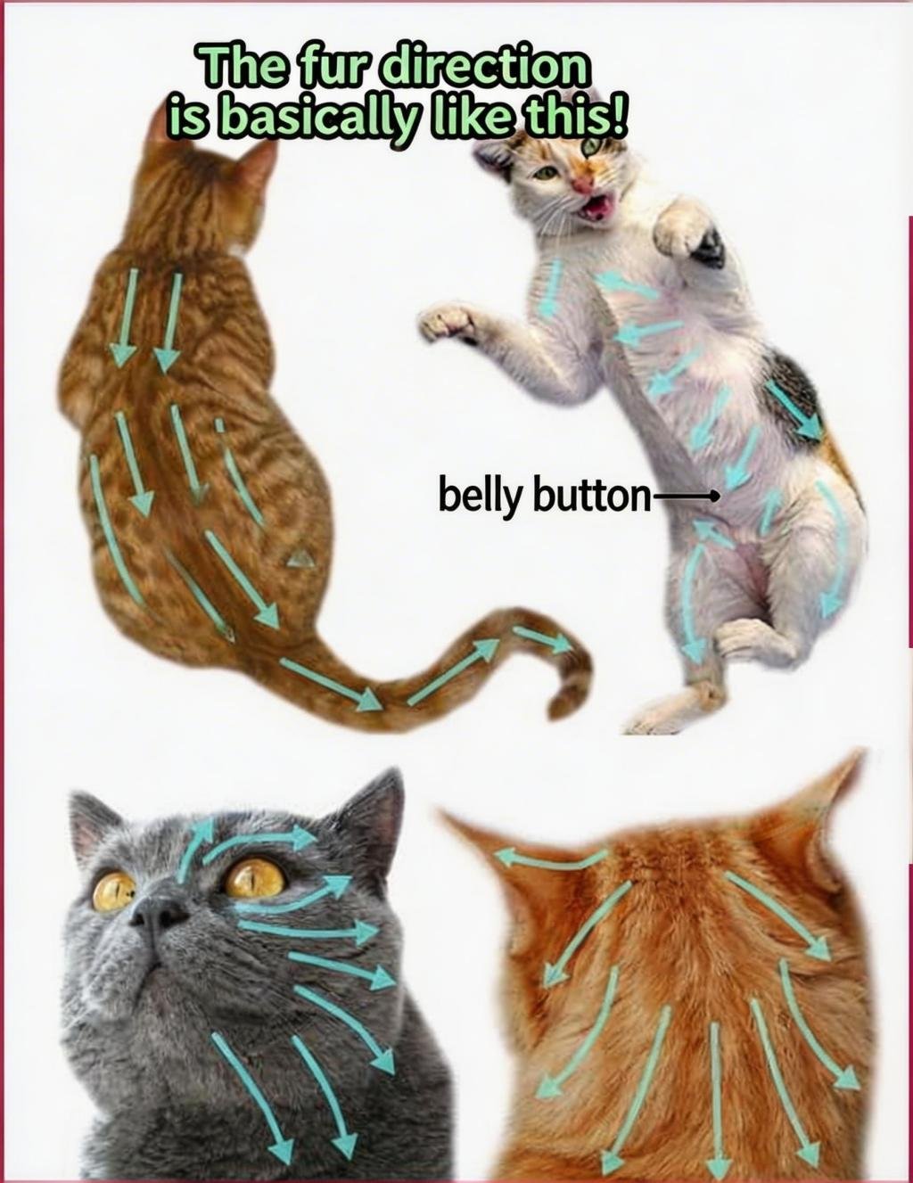 The Complete Guide to Cat Fur — Structure, Patterns, and Functions ...