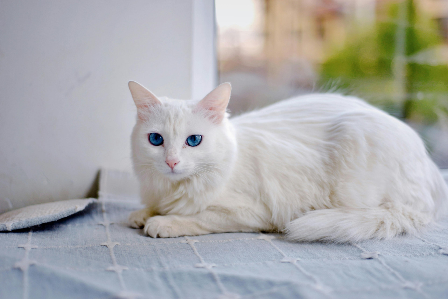 The Complete Guide to Cat Fur — Structure, Patterns, and Functions ...