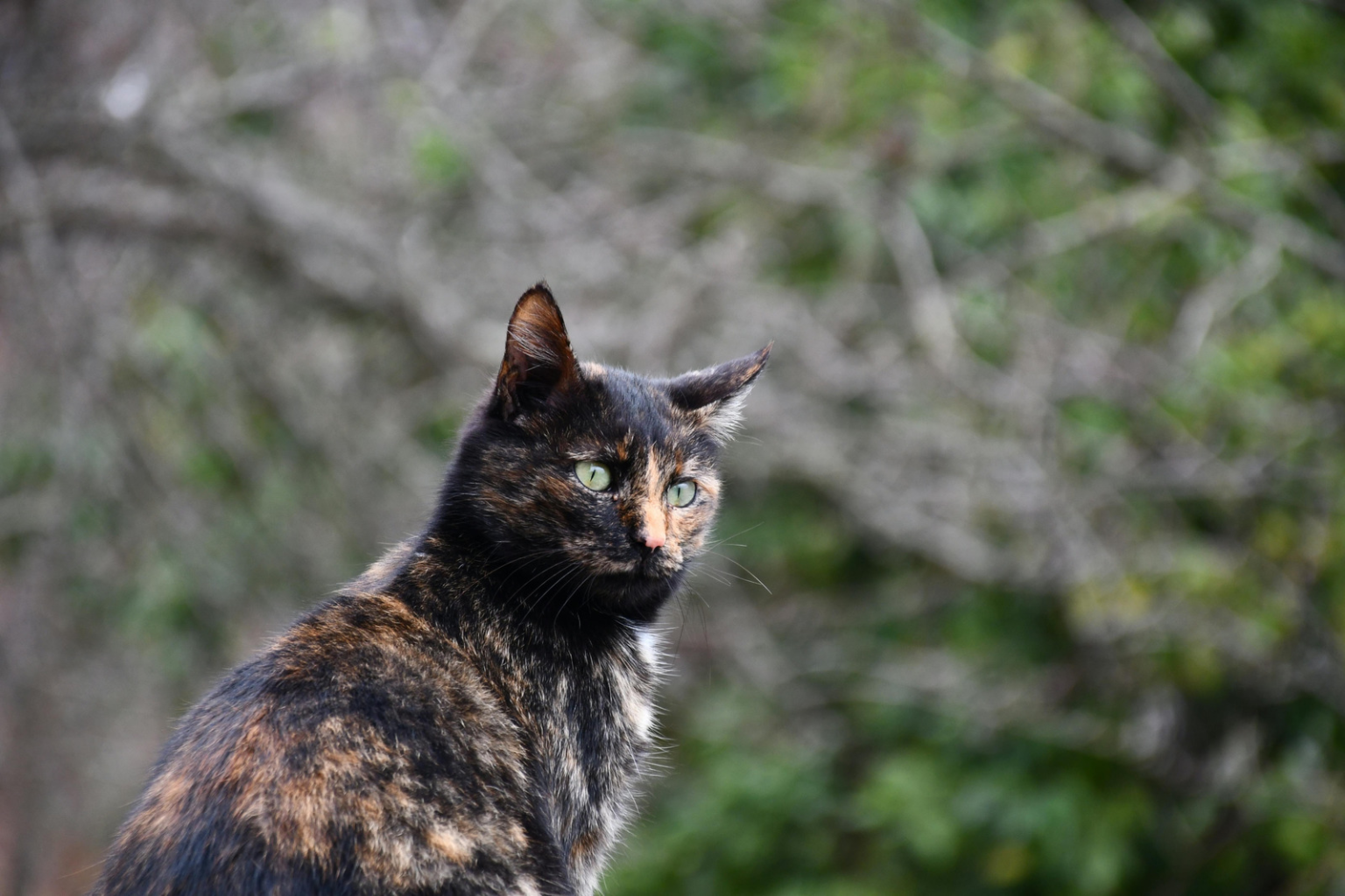 The Complete Guide to Cat Fur — Structure, Patterns, and Functions ...